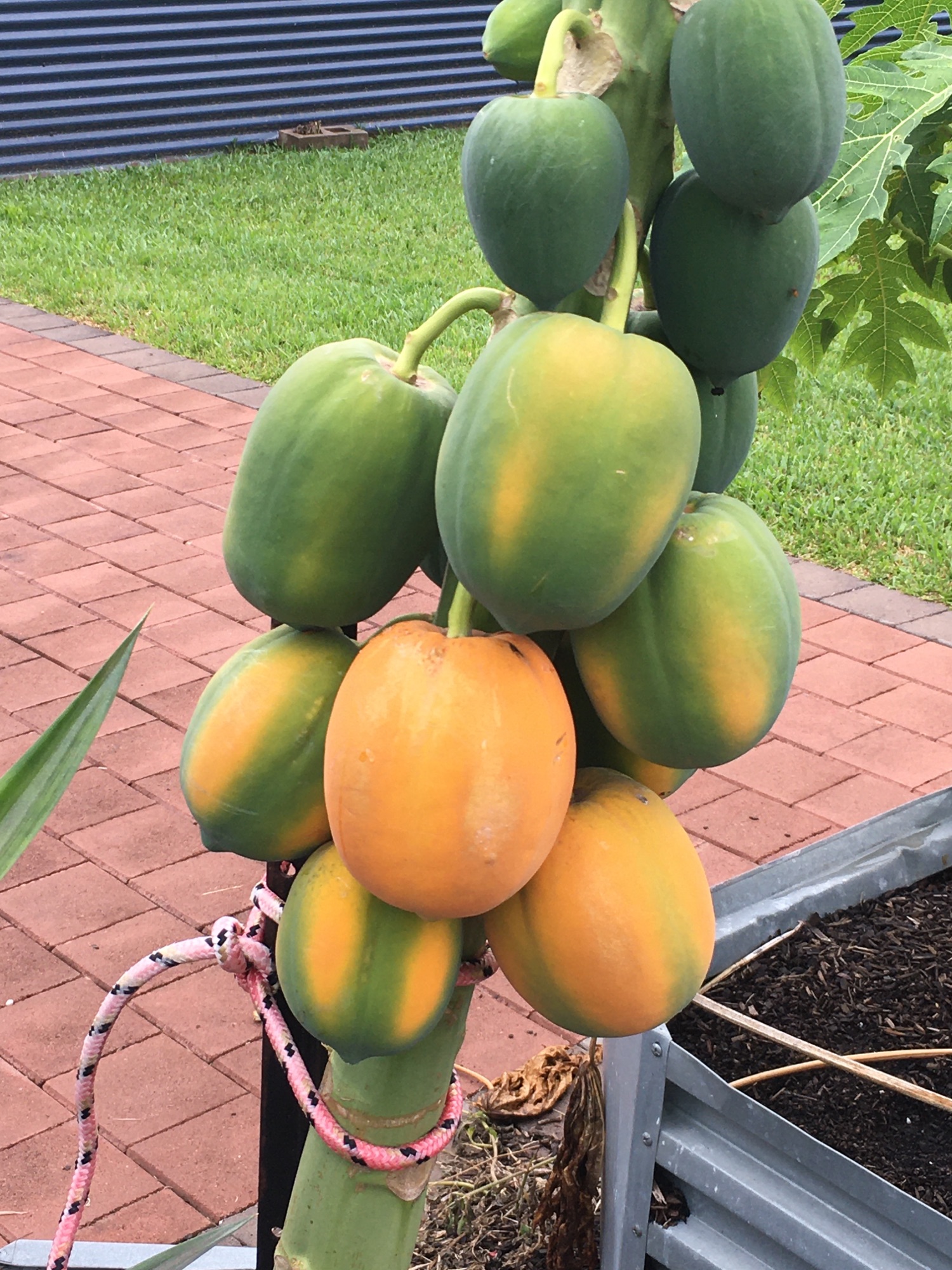 URBAN FARMER’S RIPENING PAWPAWS | EDUCATION, A LIFE FORCE