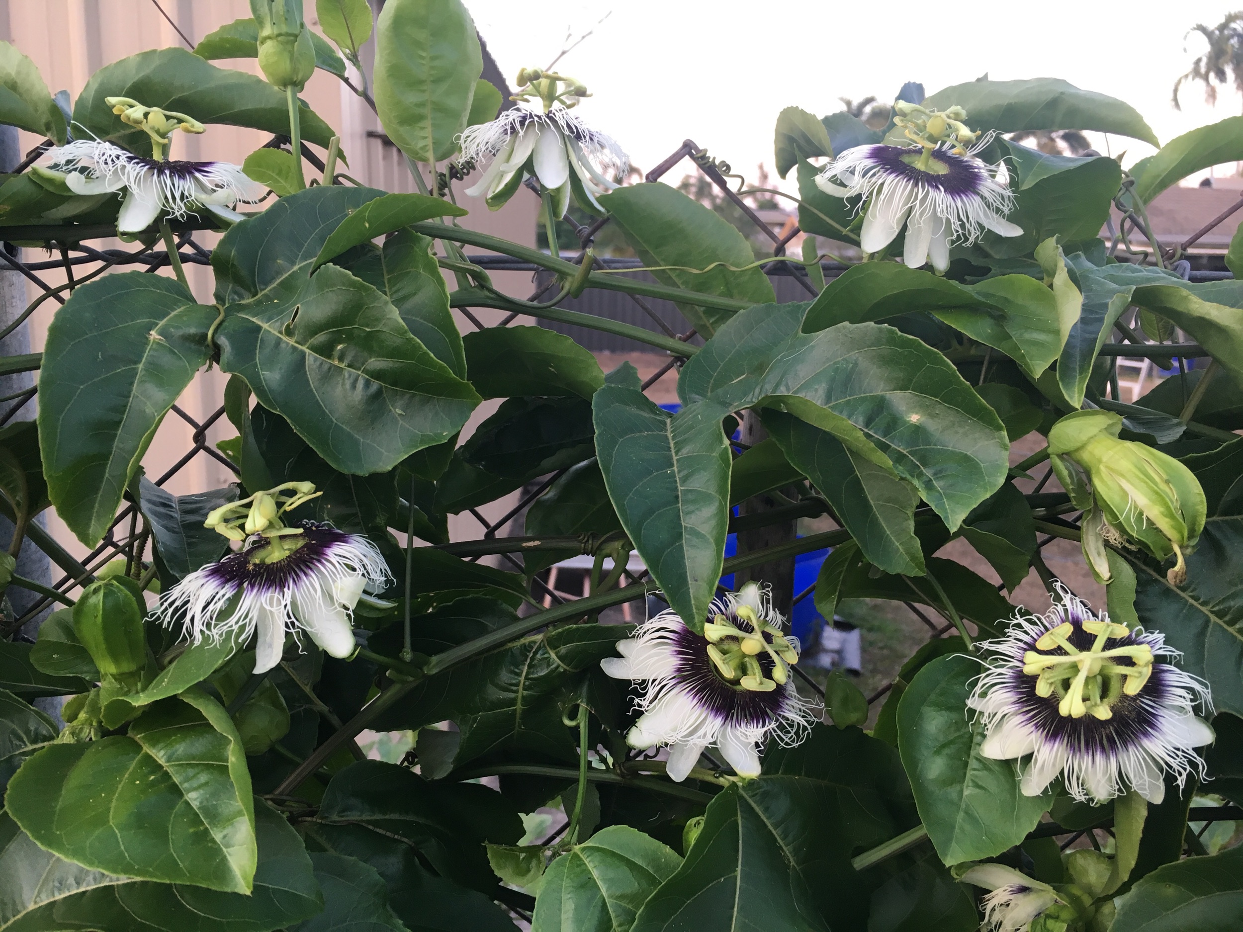 Prolific passionfruit | EDUCATION, A LIFE FORCE