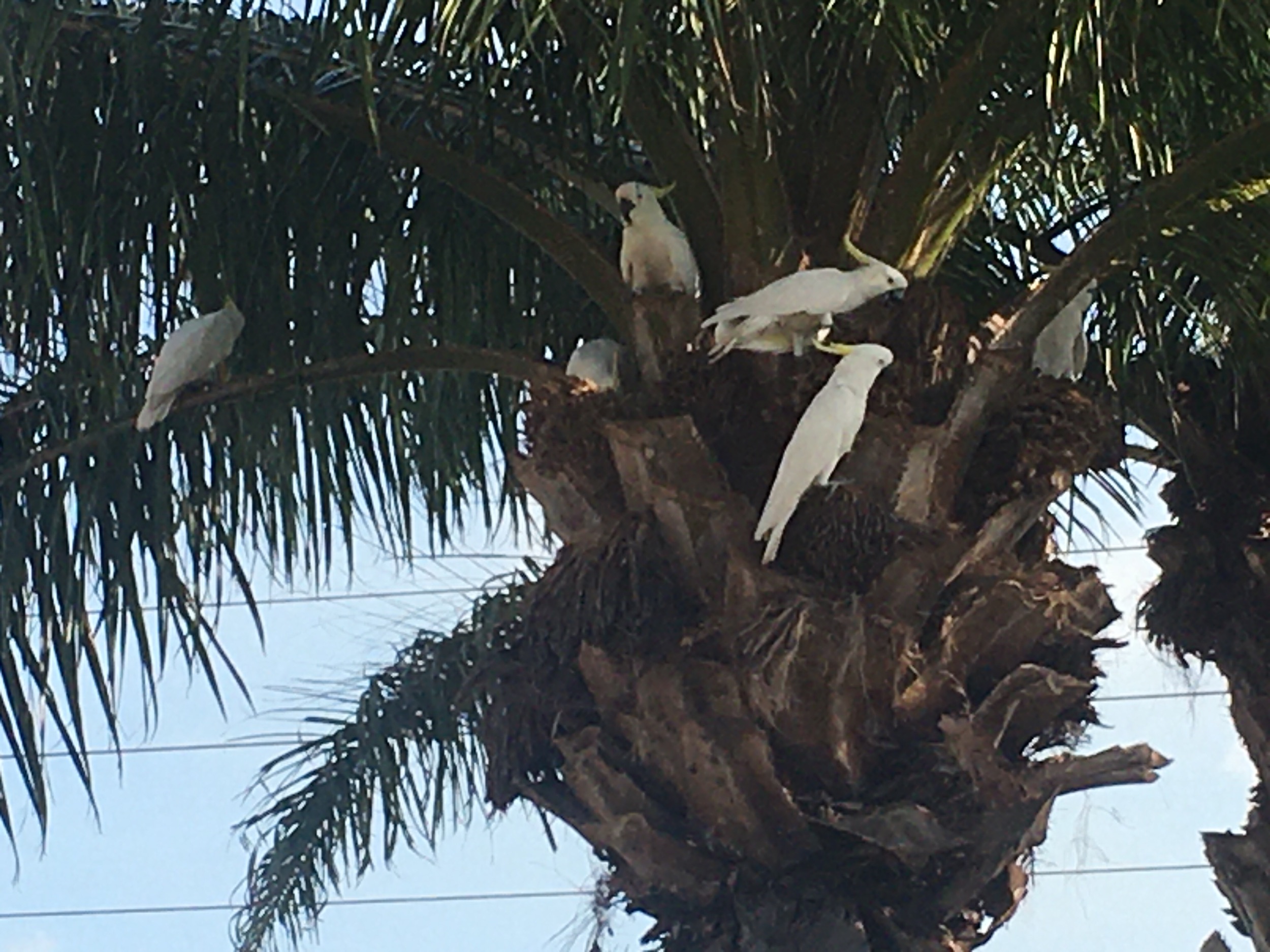 Cockatoos nesting | EDUCATION, A LIFE FORCE