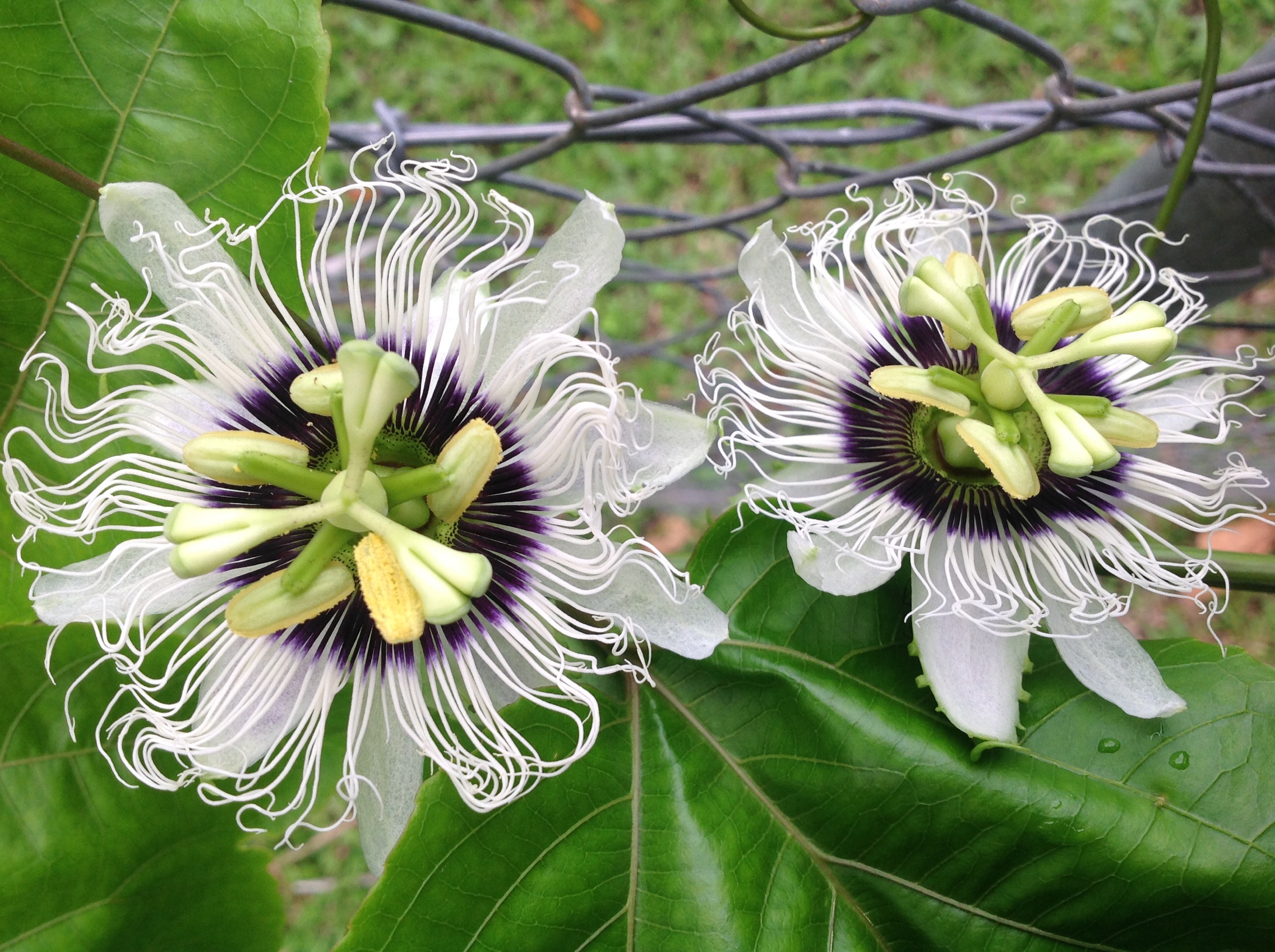POH grew great passion fruit vines | EDUCATION, A LIFE FORCE