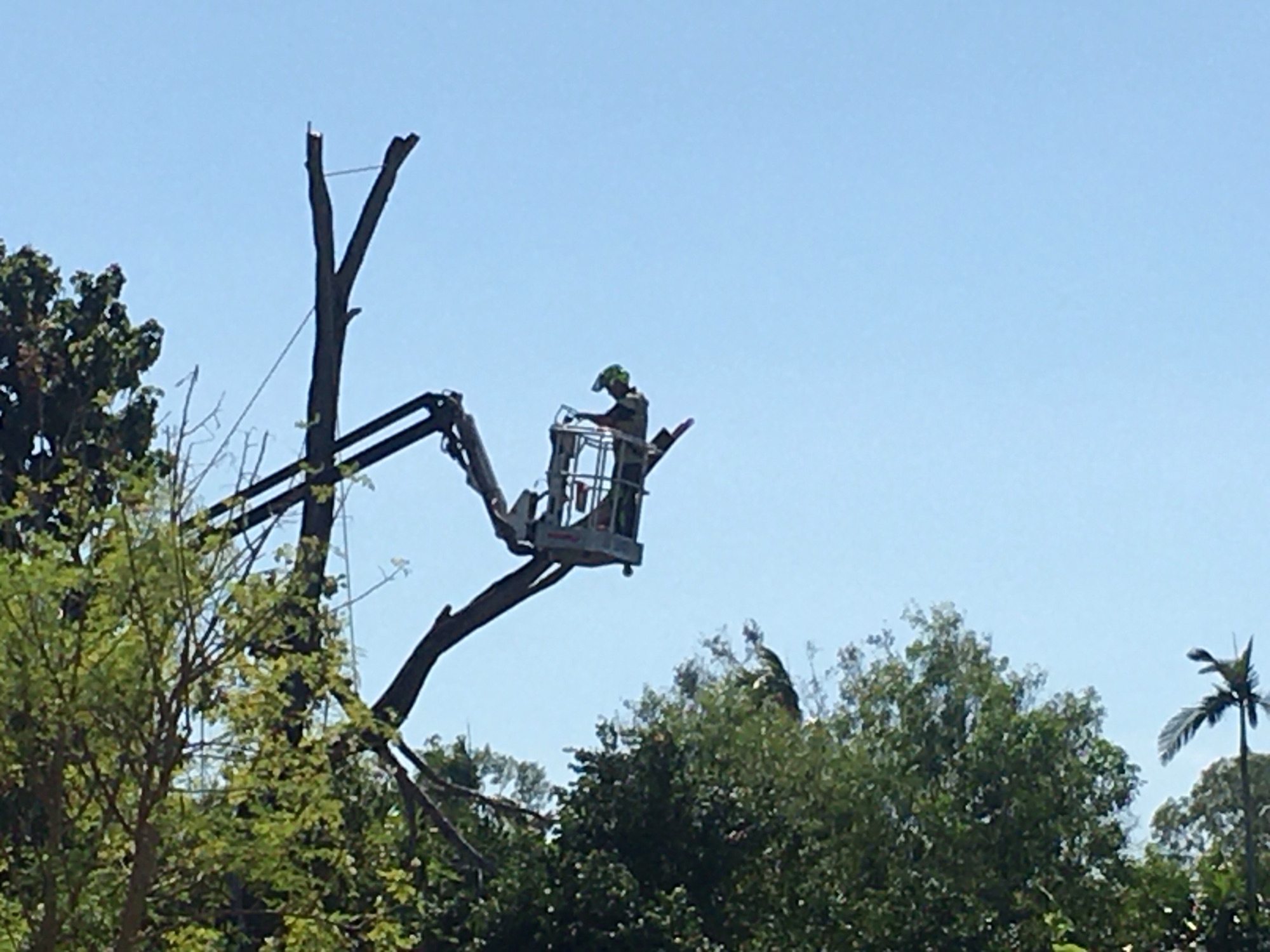 Who would like to be a tree-lopper? | EDUCATION, A LIFE FORCE