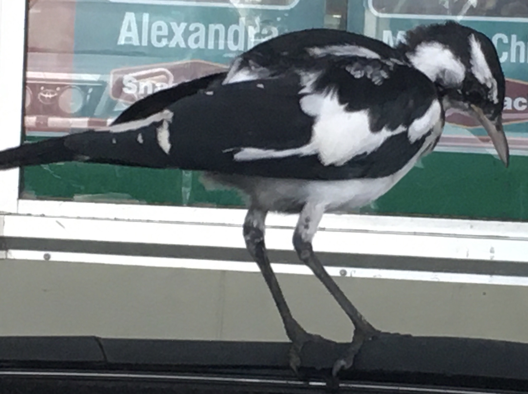 Entertained by a bird | EDUCATION, A LIFE FORCE