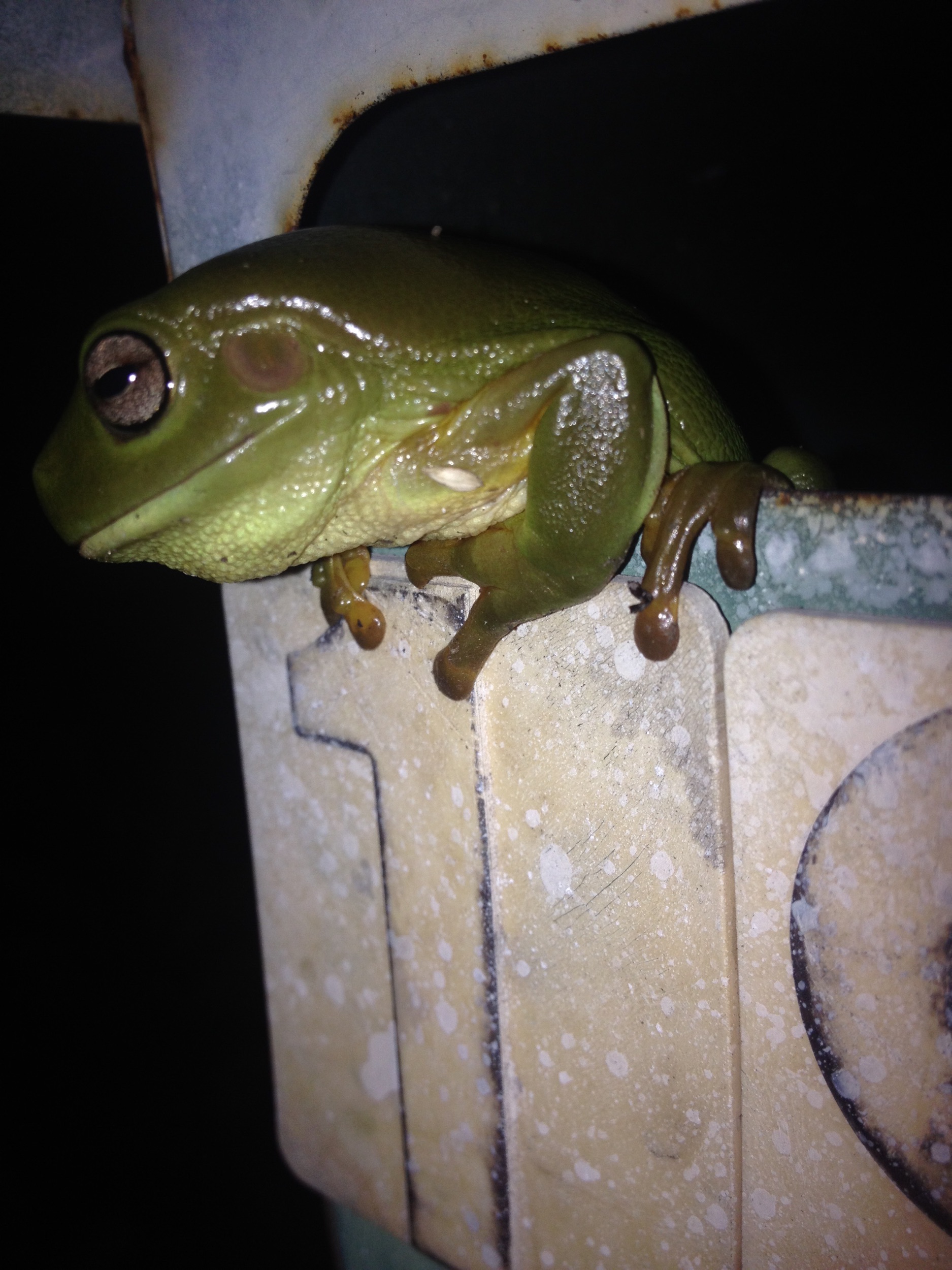 POH confronts a frog escaping the mailbox | EDUCATION, A LIFE FORCE