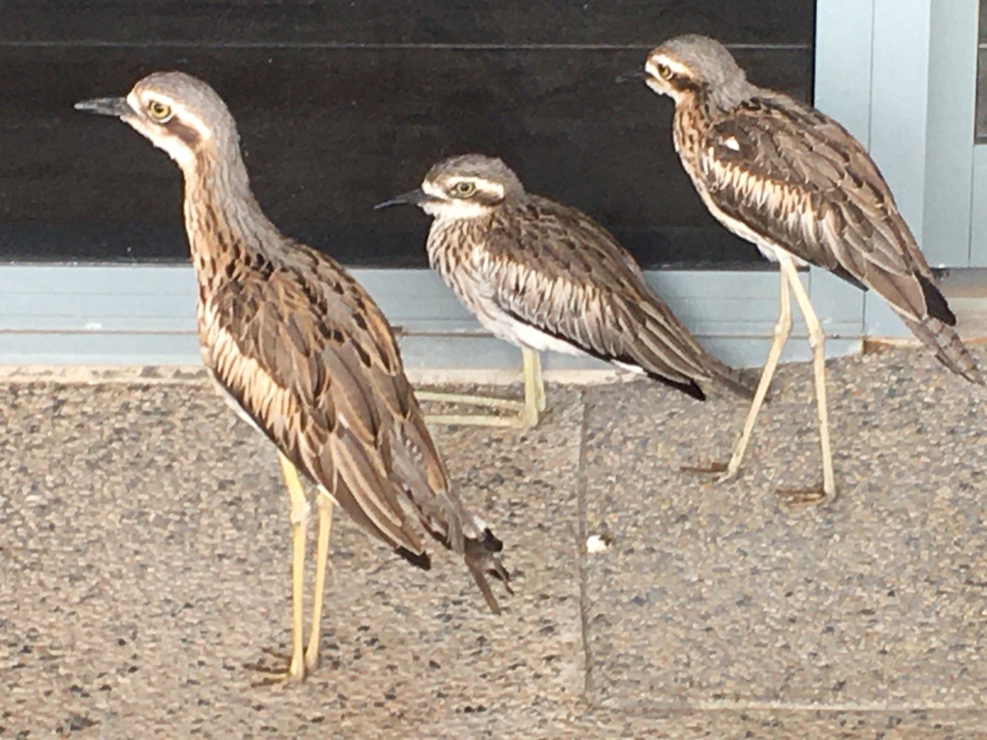 My favourite picture of curlews | EDUCATION, A LIFE FORCE
