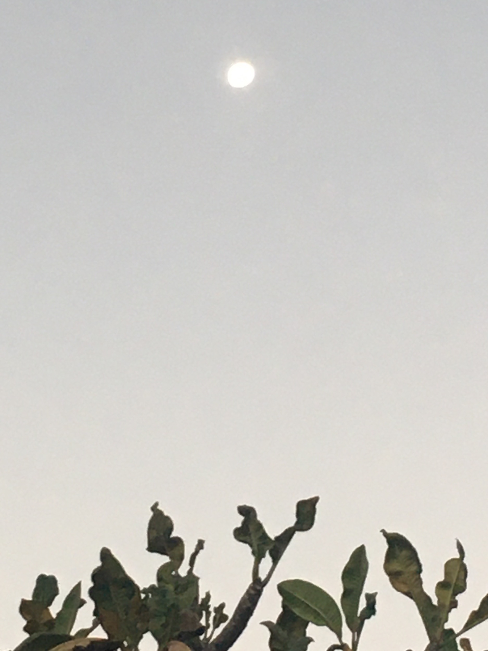 Three cheers to the moon rising toward its fullness. | EDUCATION, A LIFE FORCE