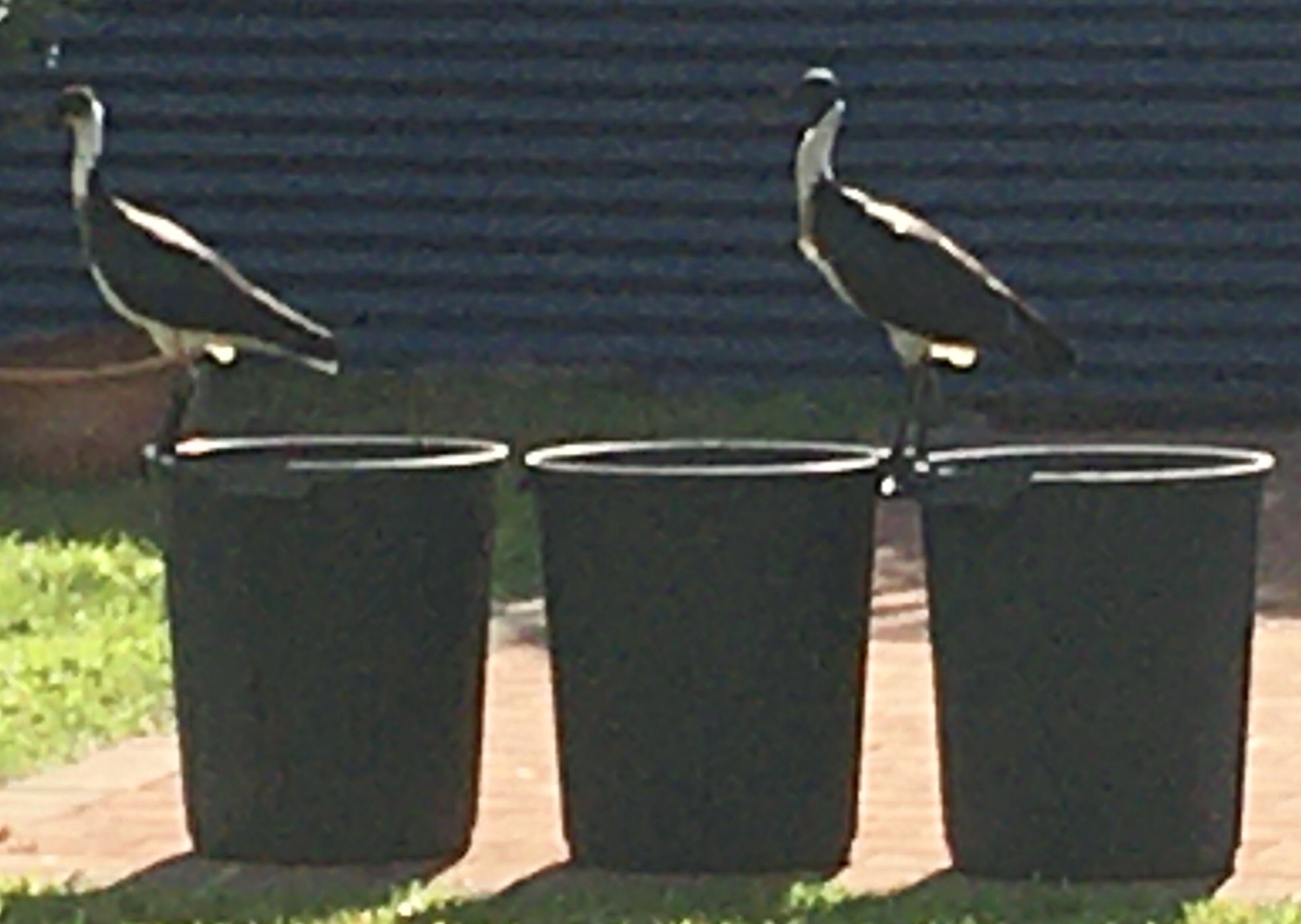 Poor Old Henry shares bin chickens on bins | EDUCATION, A LIFE FORCE