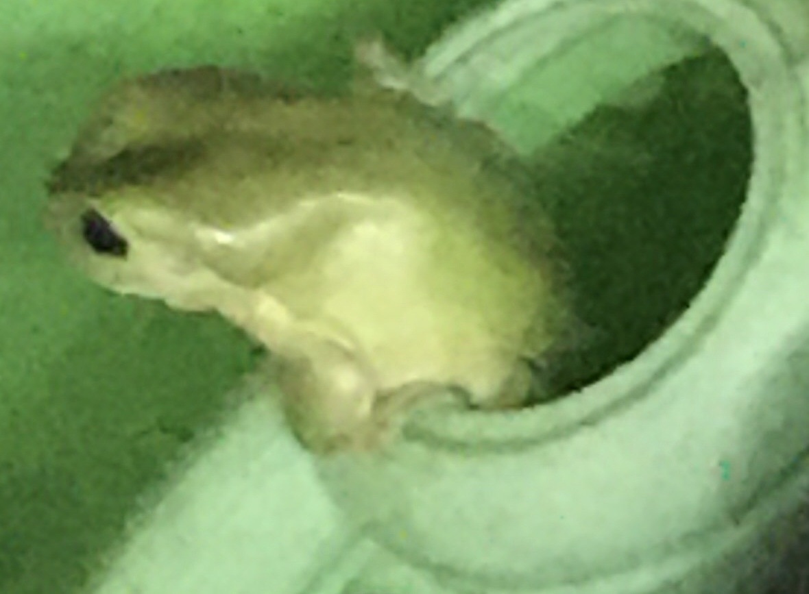 The story of the Frog Prince | EDUCATION, A LIFE FORCE